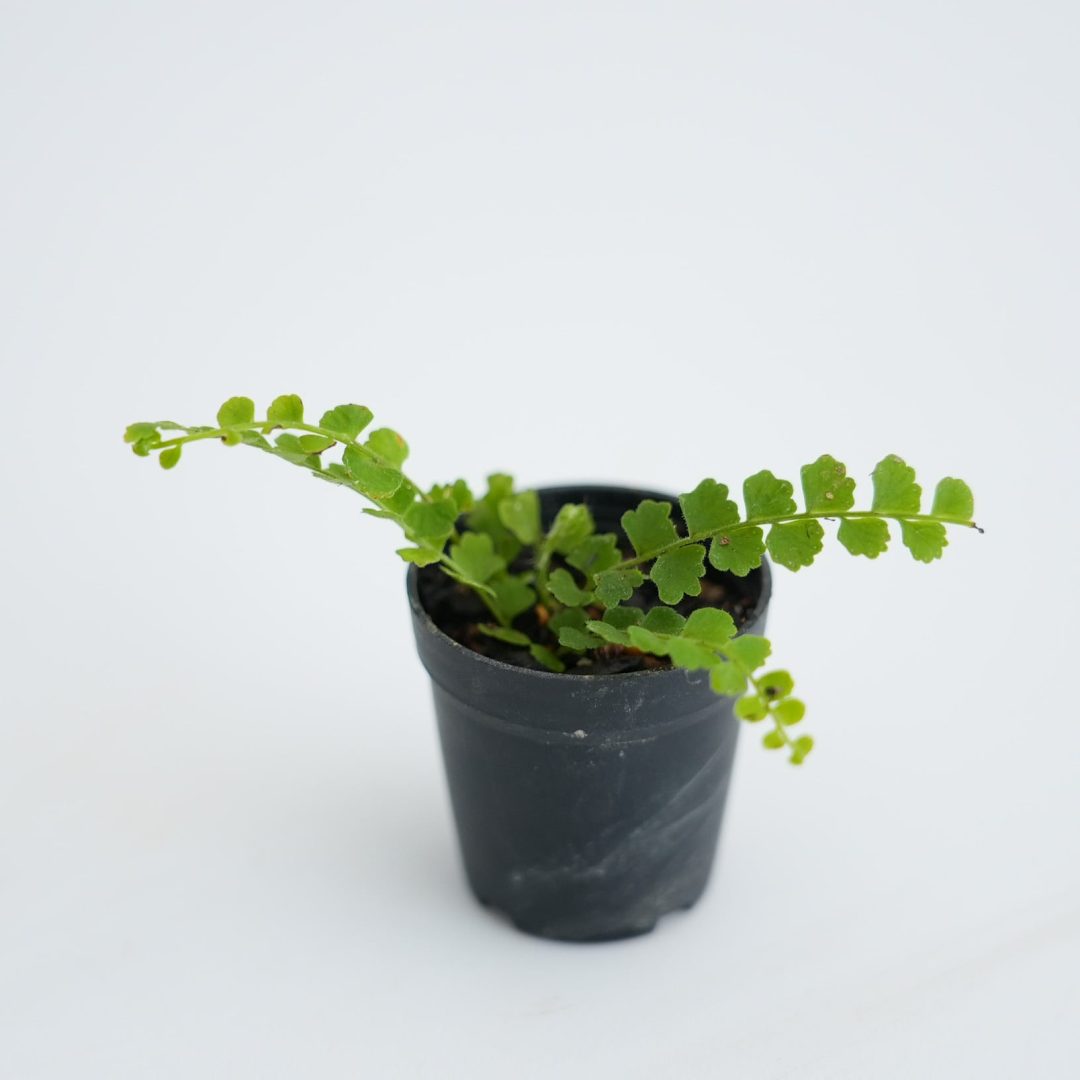 テラリウムでのシダ植物の育て方｜植え付けと管理方法 | 苔テラリウム専門サイト｜道草michikusa | 苔テラリウム 小さなコケの森／コケ ...